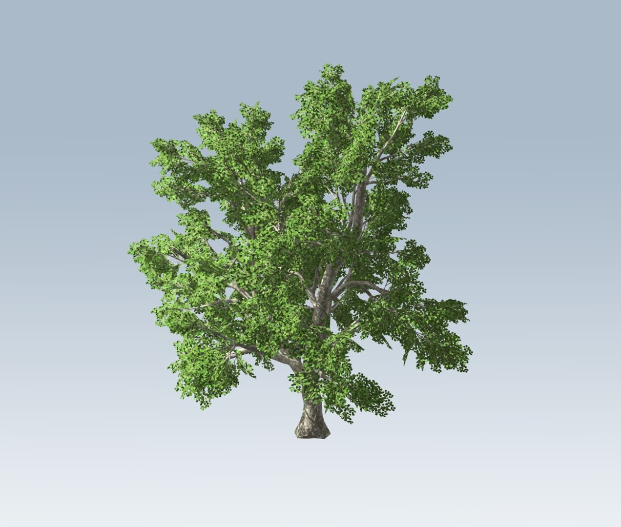 Maple Tree 3D Model - TurboSquid 1171261