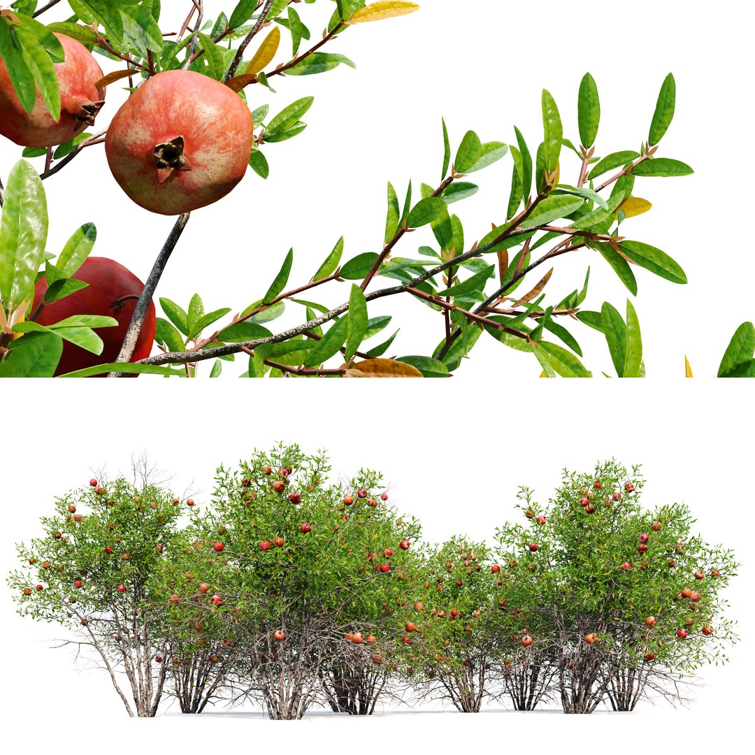 Pomegranate Tree 3D Model - TurboSquid 2044056