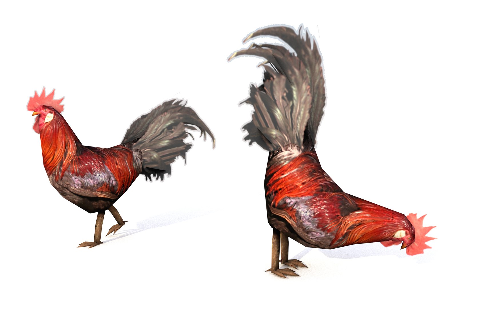 3D Rooster Chicken Animations - TurboSquid 1646948