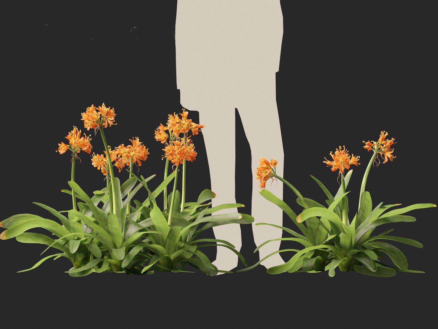 Clivia Miniata - Kaffir Lily 3D Model - TurboSquid 2142325 Clivia Miniata - Kaffir Lily 3D Model - TurboSquid 2142325
