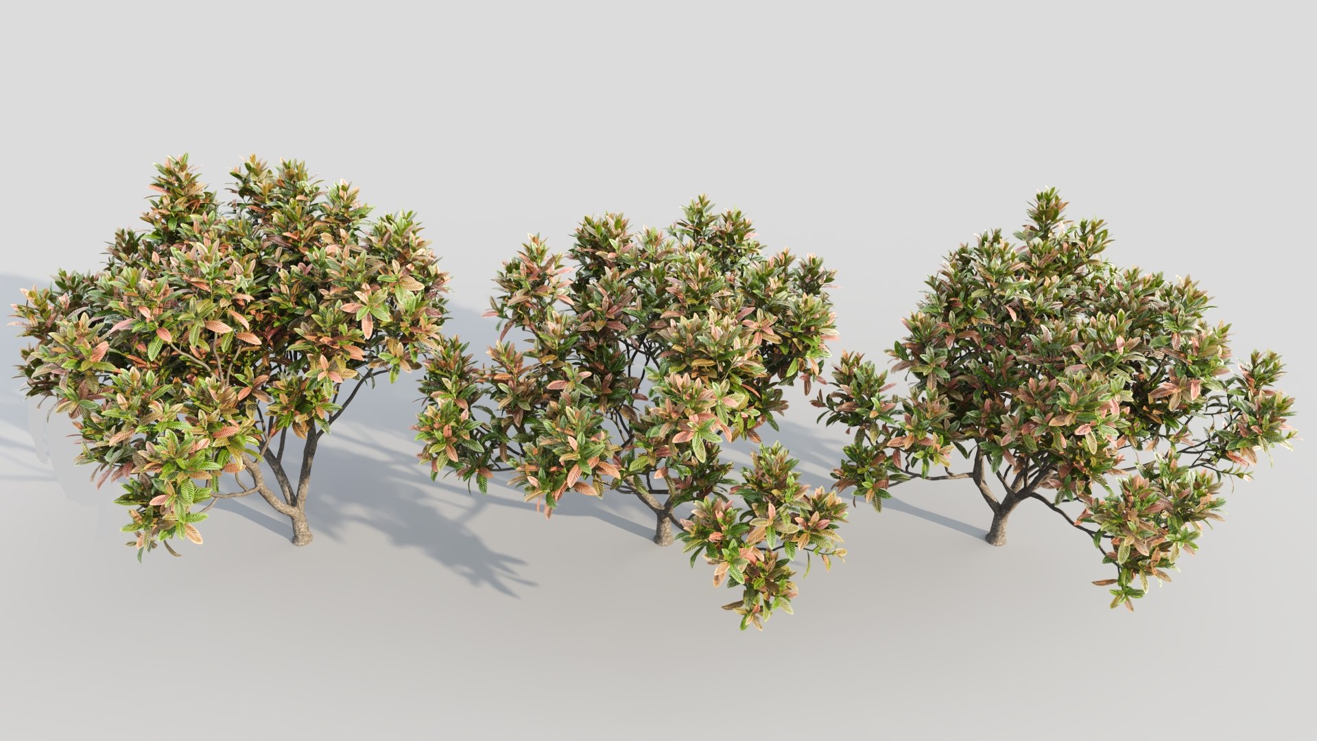3D Loquat A - TurboSquid 2158617