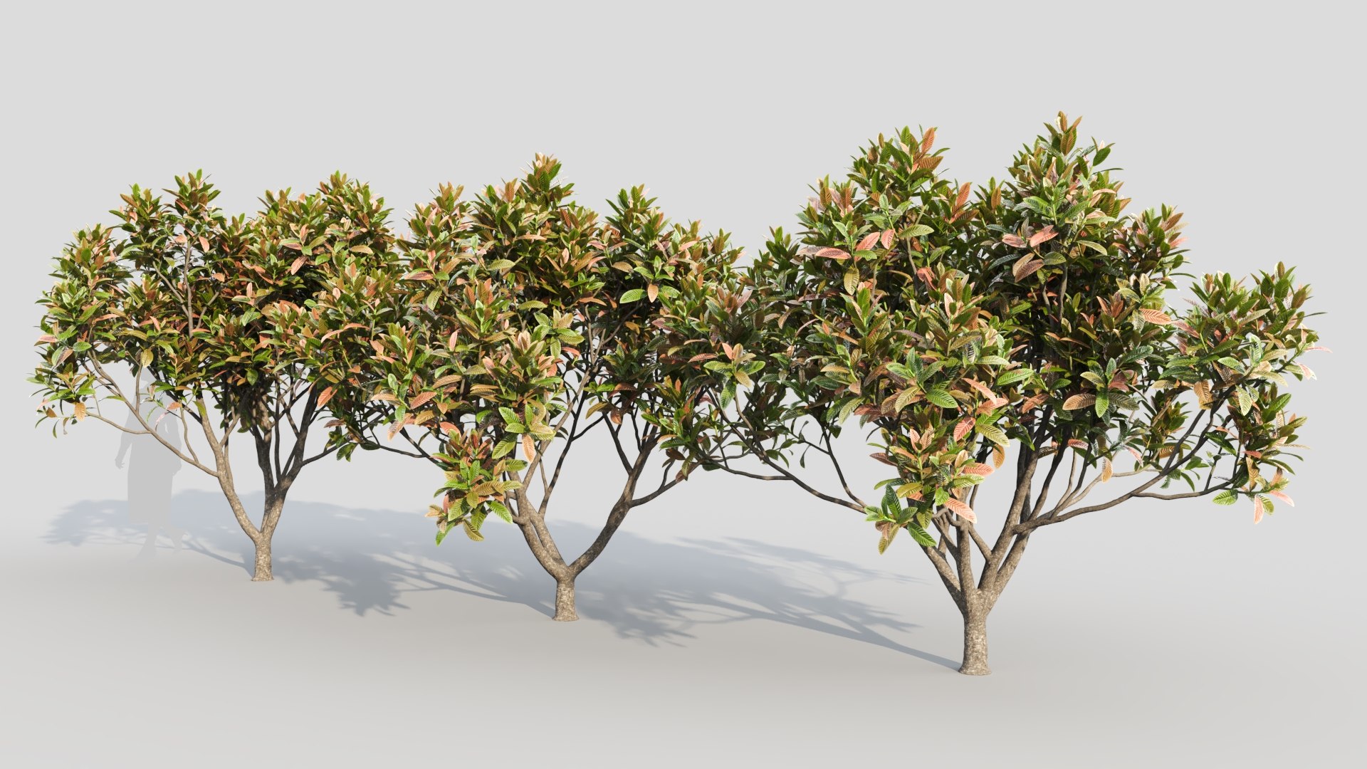 3D Loquat A - TurboSquid 2158617