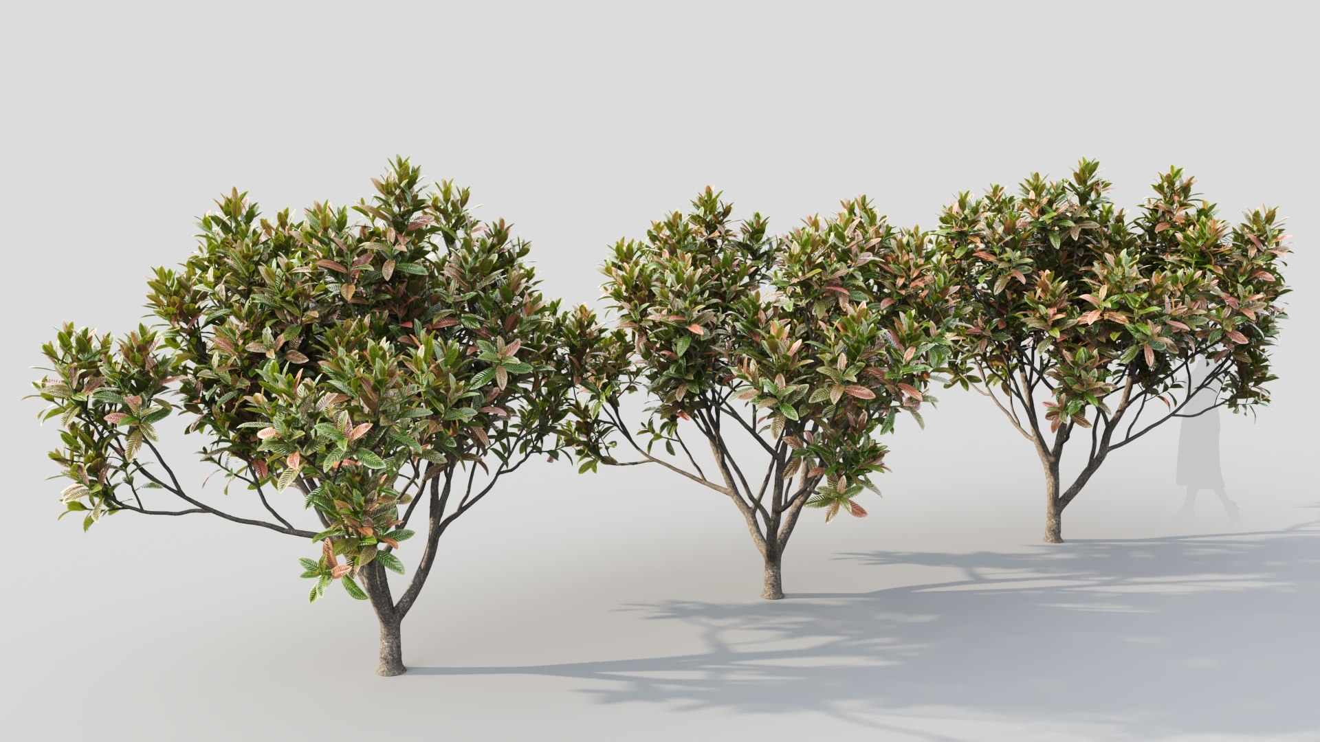 3D Loquat A - TurboSquid 2158617