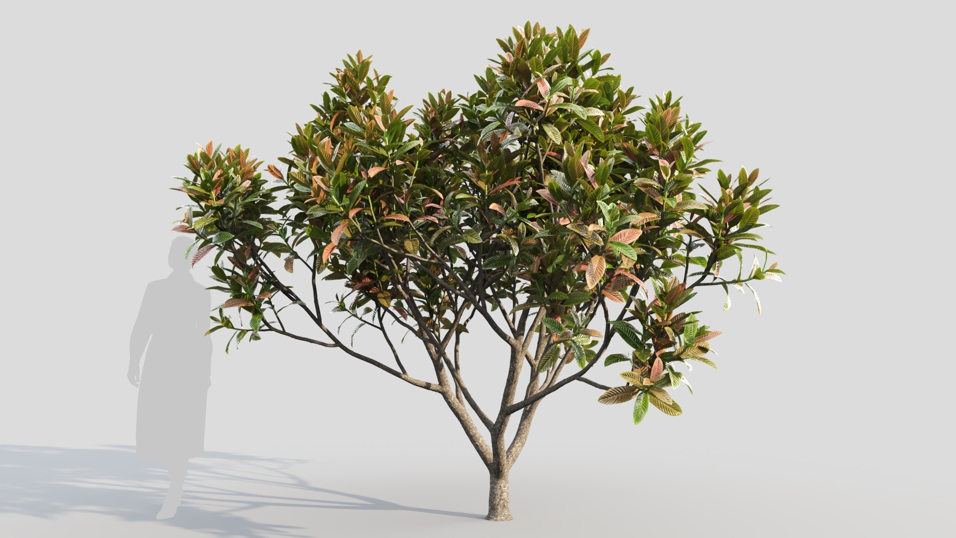 3D Loquat A - TurboSquid 2158617