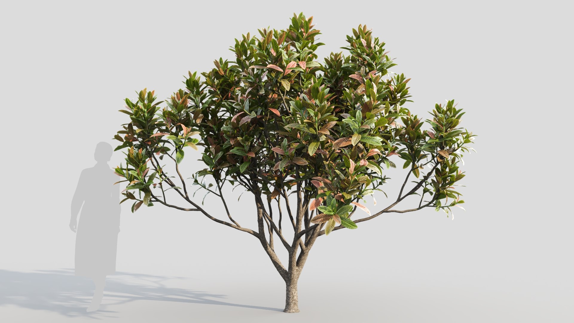 3D Loquat A - TurboSquid 2158617