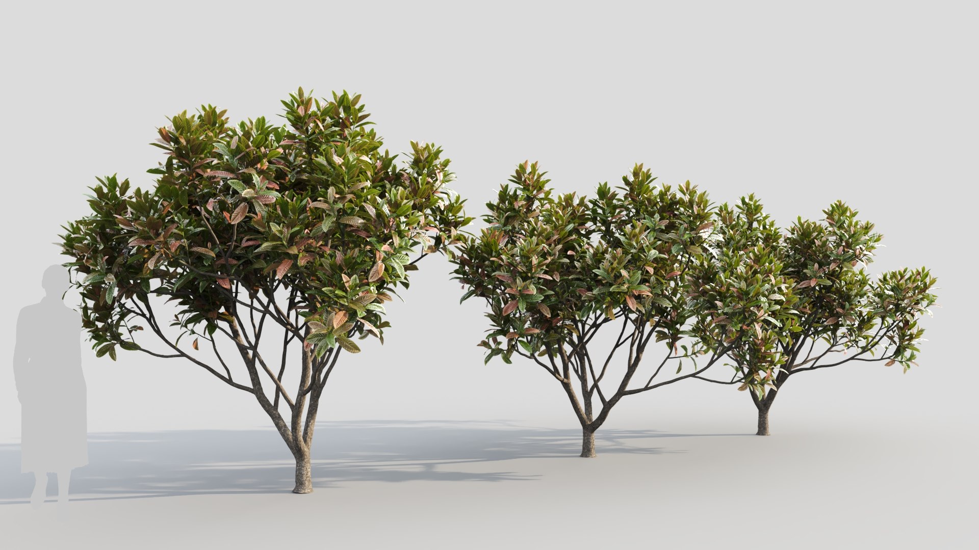 3D Loquat A - TurboSquid 2158617