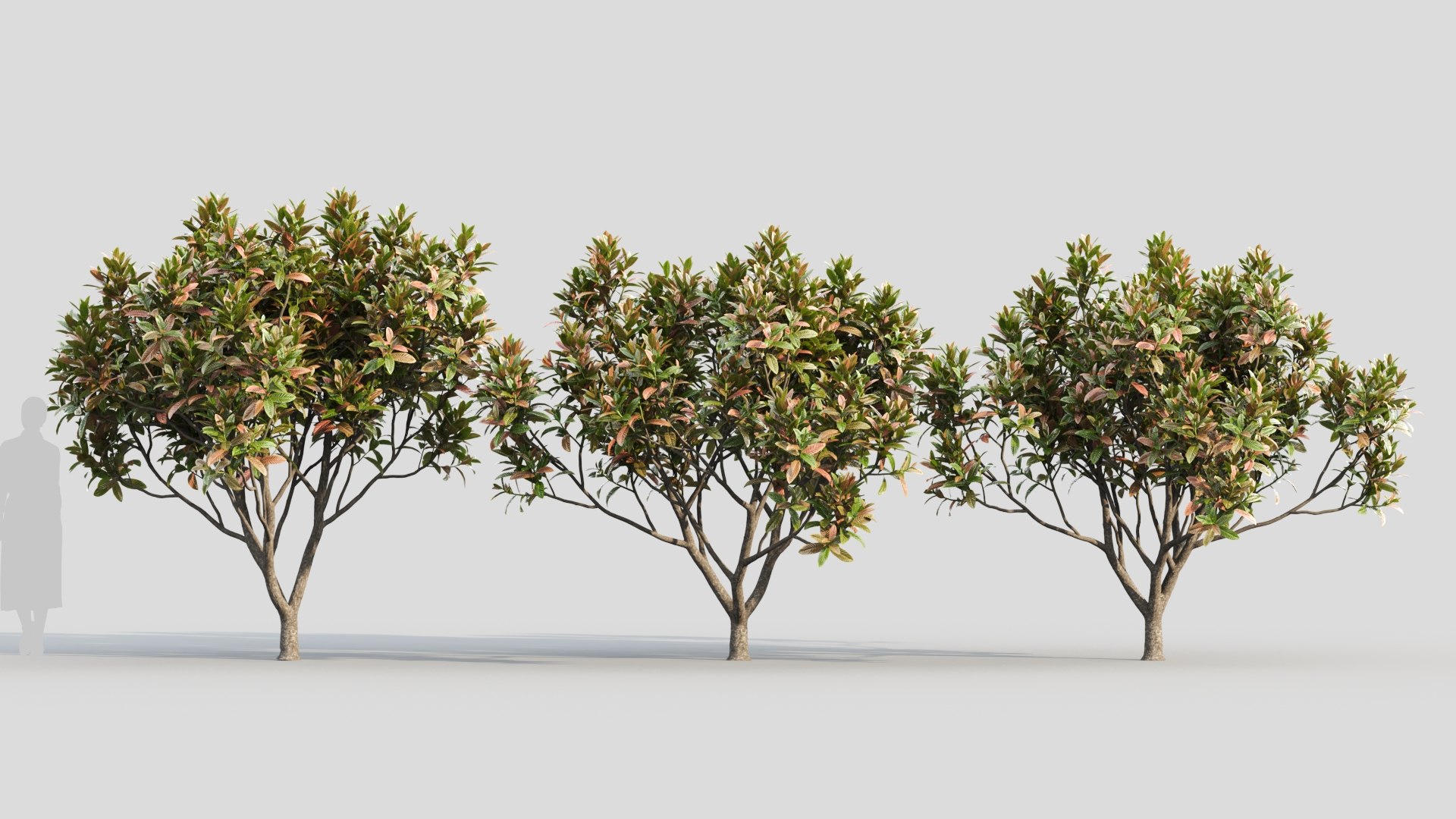 3D Loquat A - TurboSquid 2158617