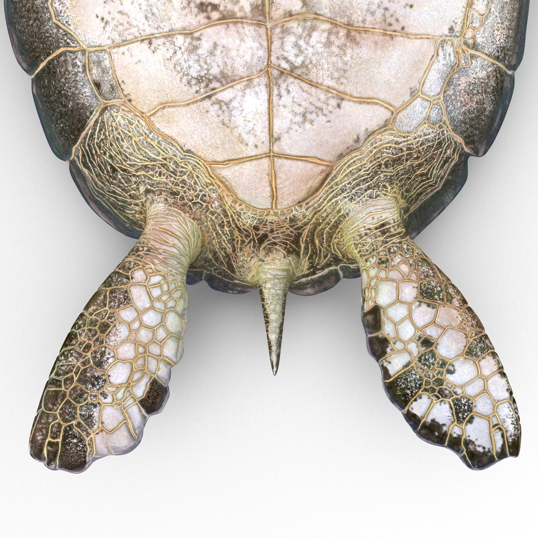 3d Turtles 2 Modeled
