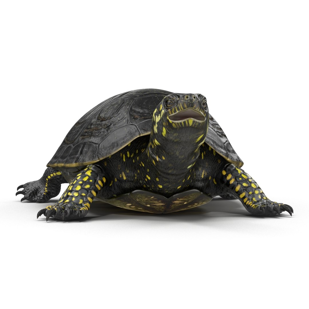 3d turtles 2 modeled