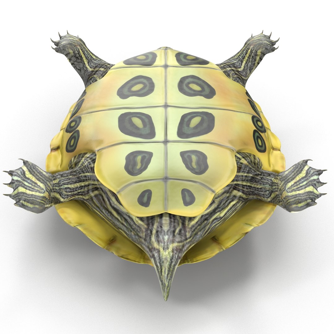 3d Turtles 2 Modeled