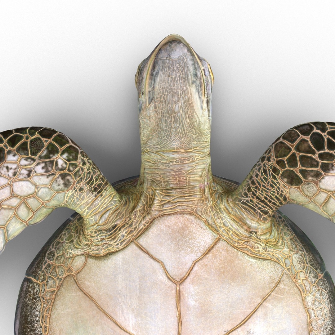 3d Turtles 2 Modeled