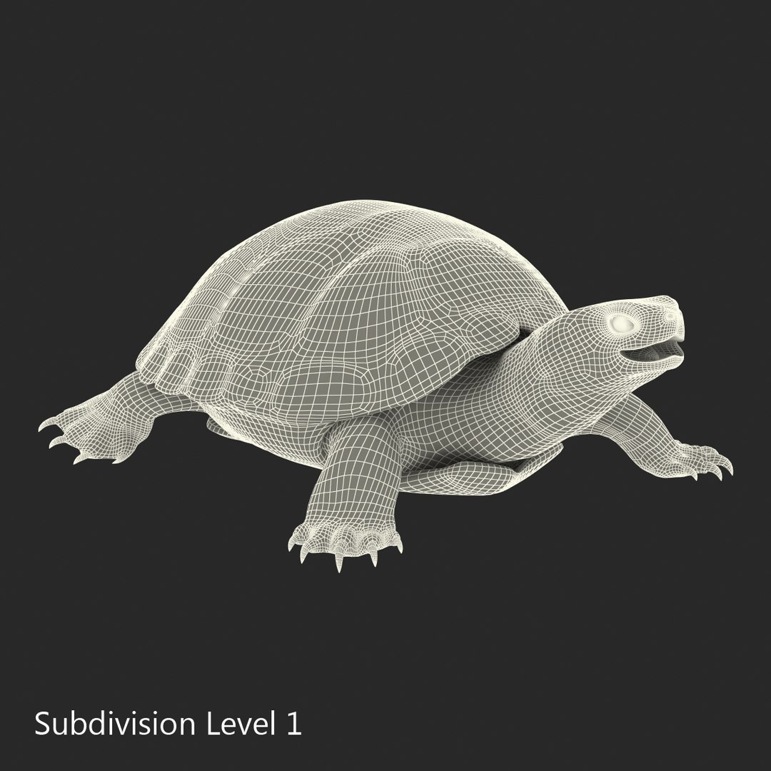3d Turtles 2 Modeled