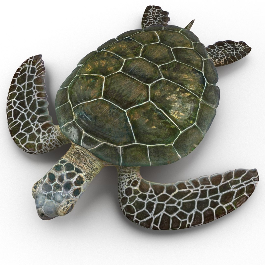 3d Turtles 2 Modeled
