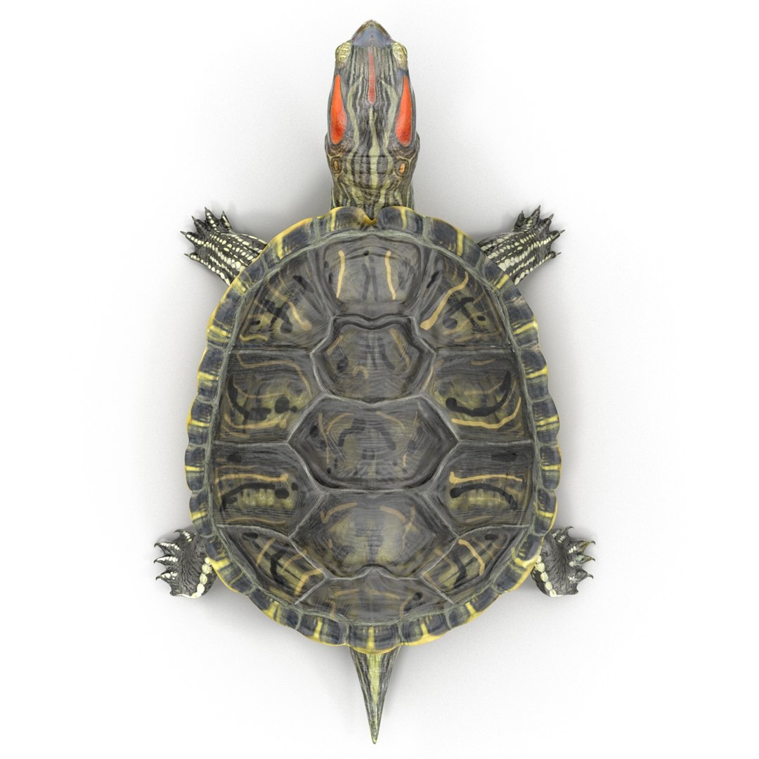 3d Turtles 2 Modeled