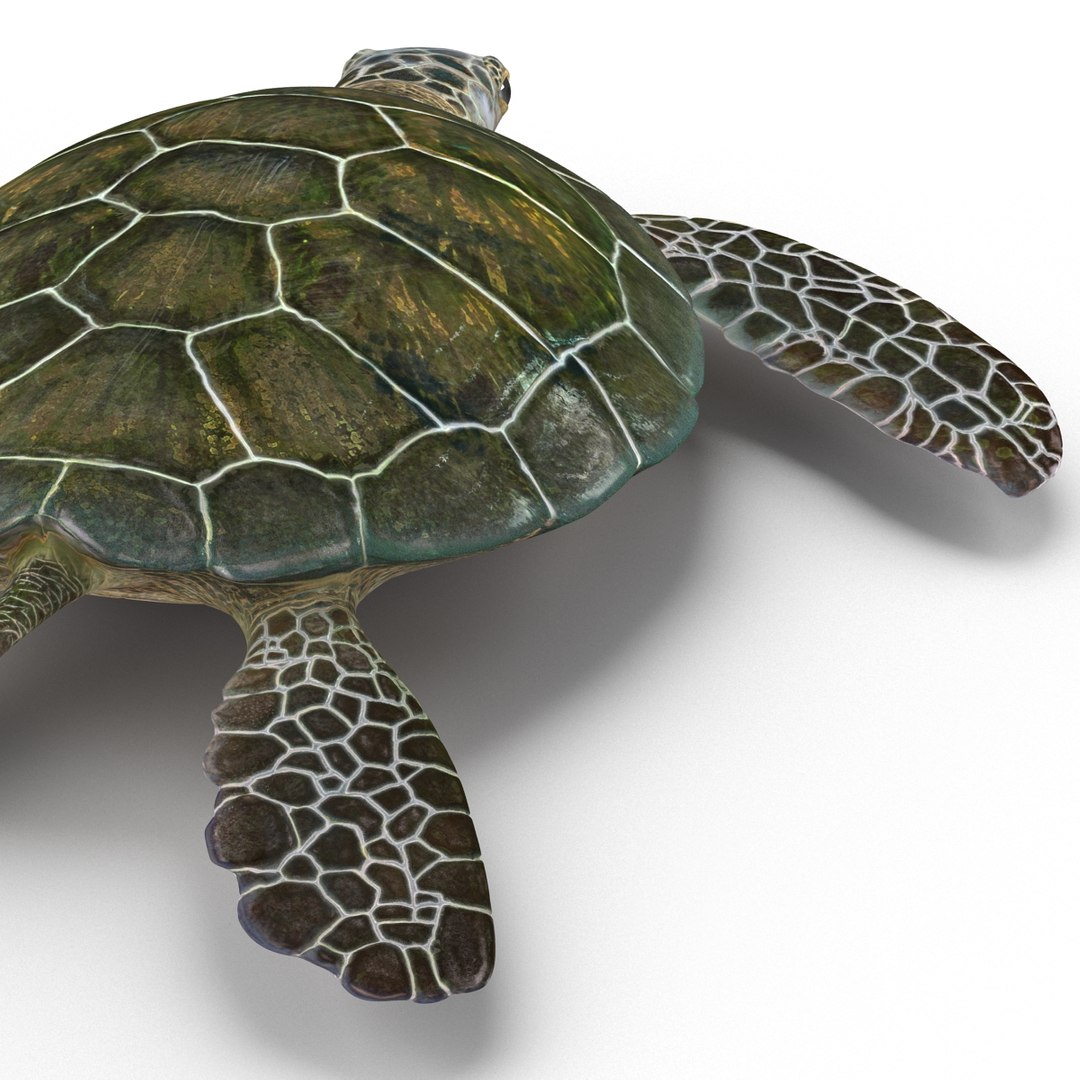 3d Turtles 2 Modeled