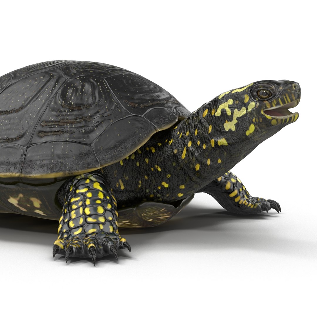 3d turtles 2 modeled