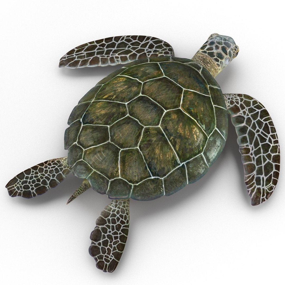 3d Turtles 2 Modeled
