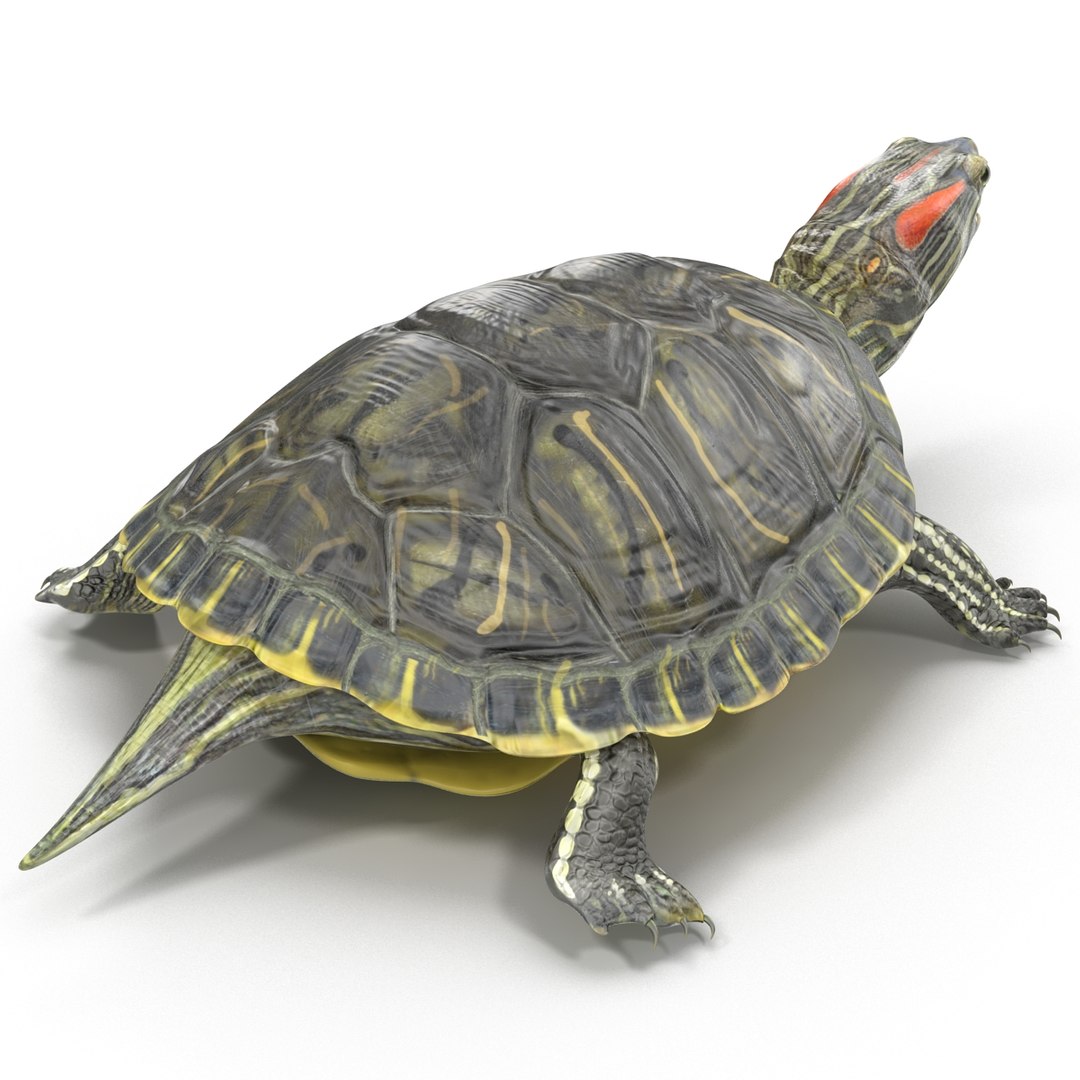 3d Turtles 2 Modeled