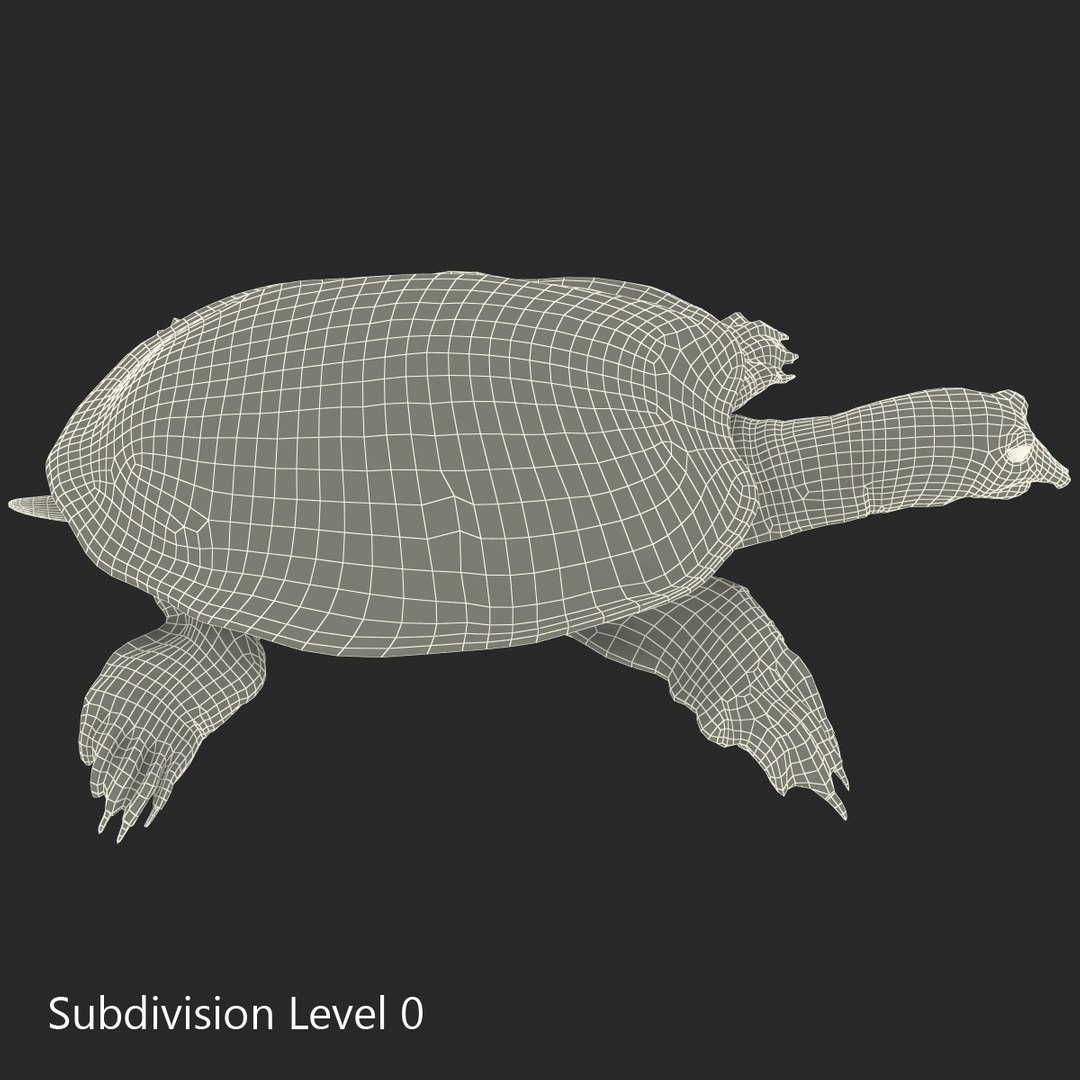3d Turtles 2 Modeled