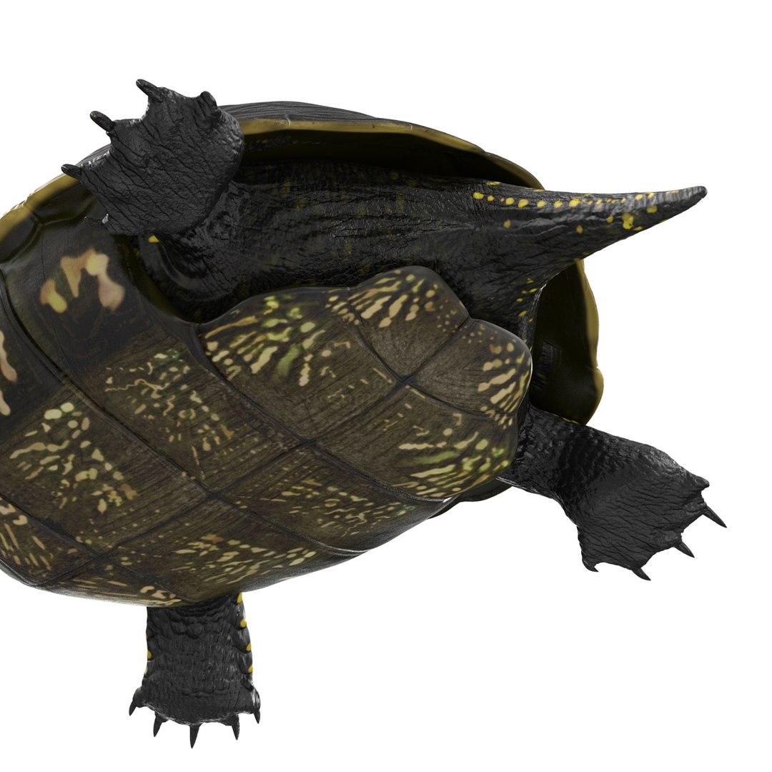 3d Turtles 2 Modeled
