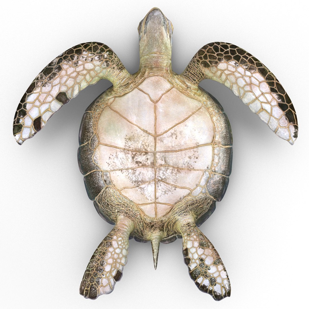 3d Turtles 2 Modeled