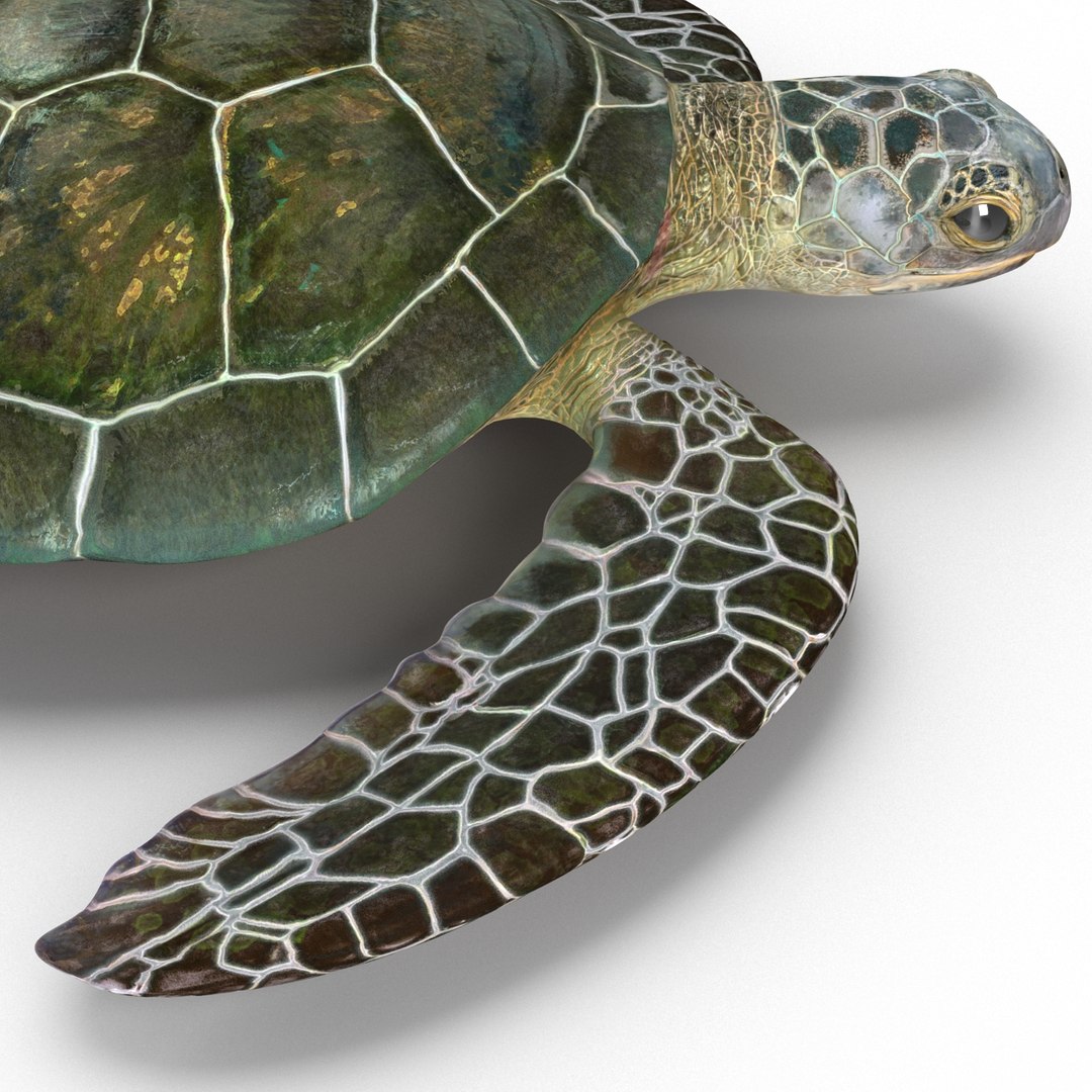 3d Turtles 2 Modeled