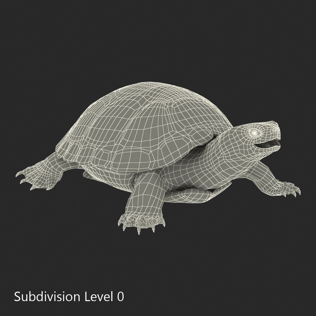 3d Turtles 2 Modeled