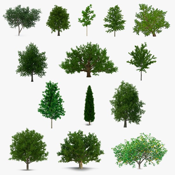 3d italian cypress trees 3 model
