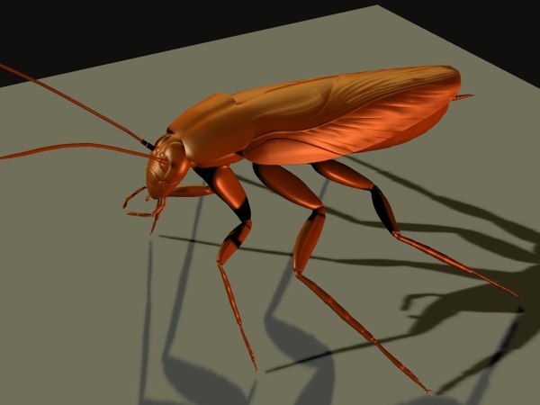 3D модель roachHi - TurboSquid 164718