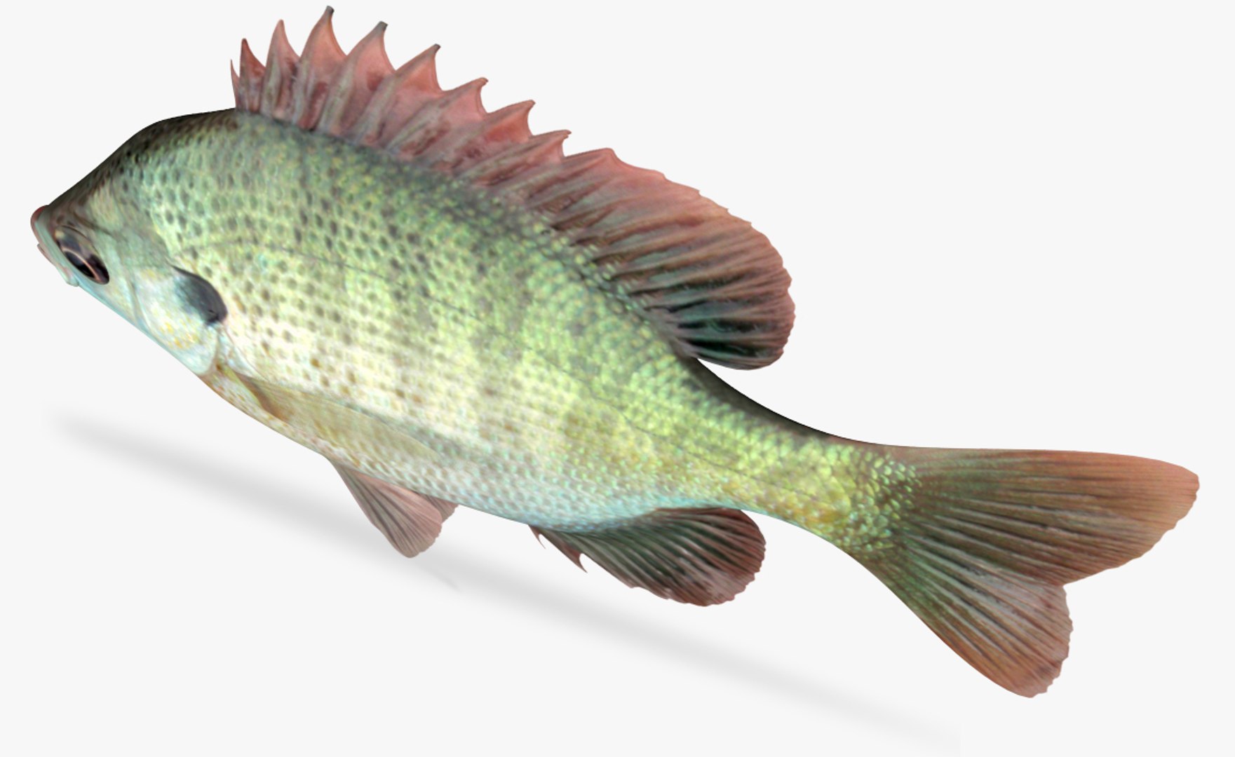 3D Bluegill - TurboSquid 1193992