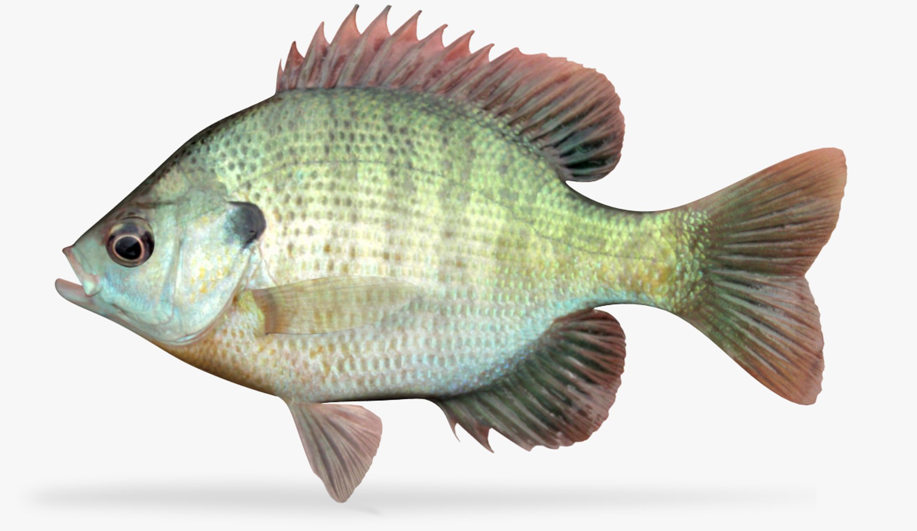 3D Bluegill - TurboSquid 1193992