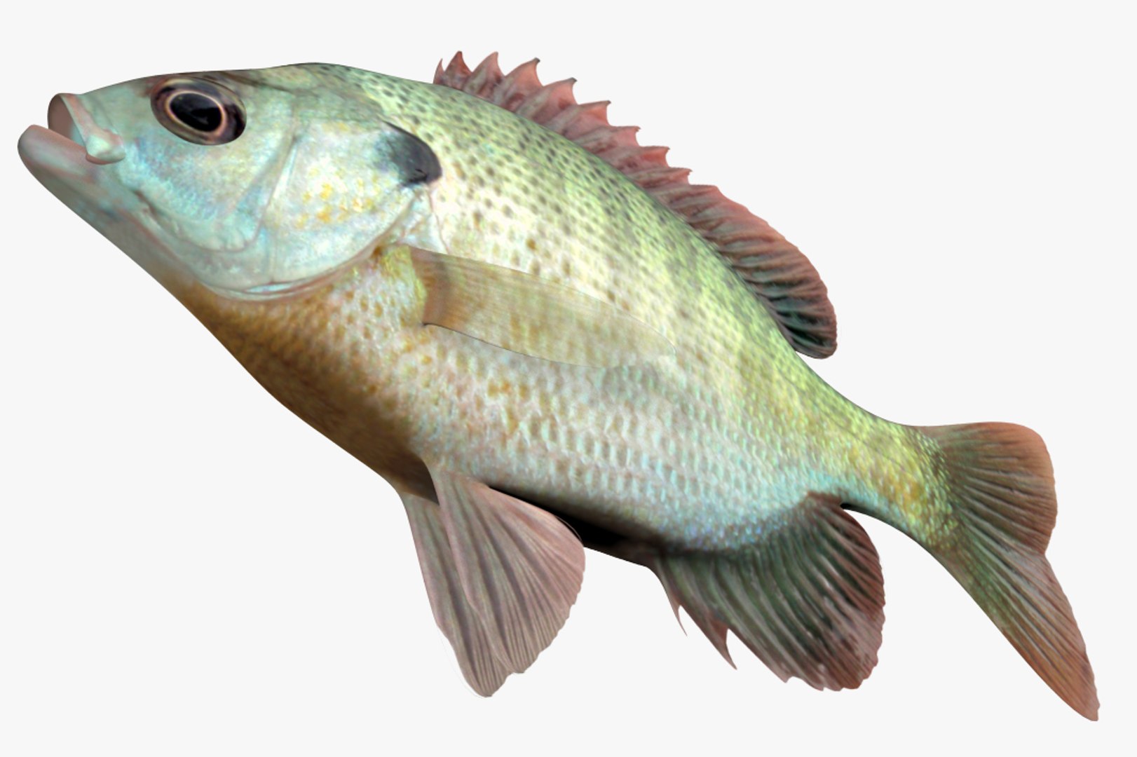 3D Bluegill - TurboSquid 1193992