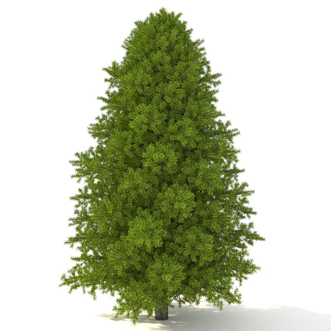 Canadian Fir-tree Firs Trees 3D Model - TurboSquid 1207346