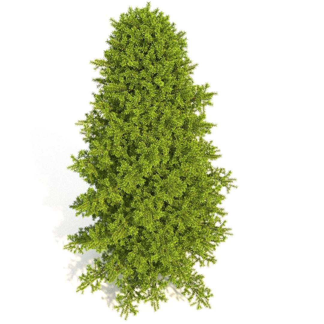 Canadian Fir-tree Firs Trees 3D Model - TurboSquid 1207346