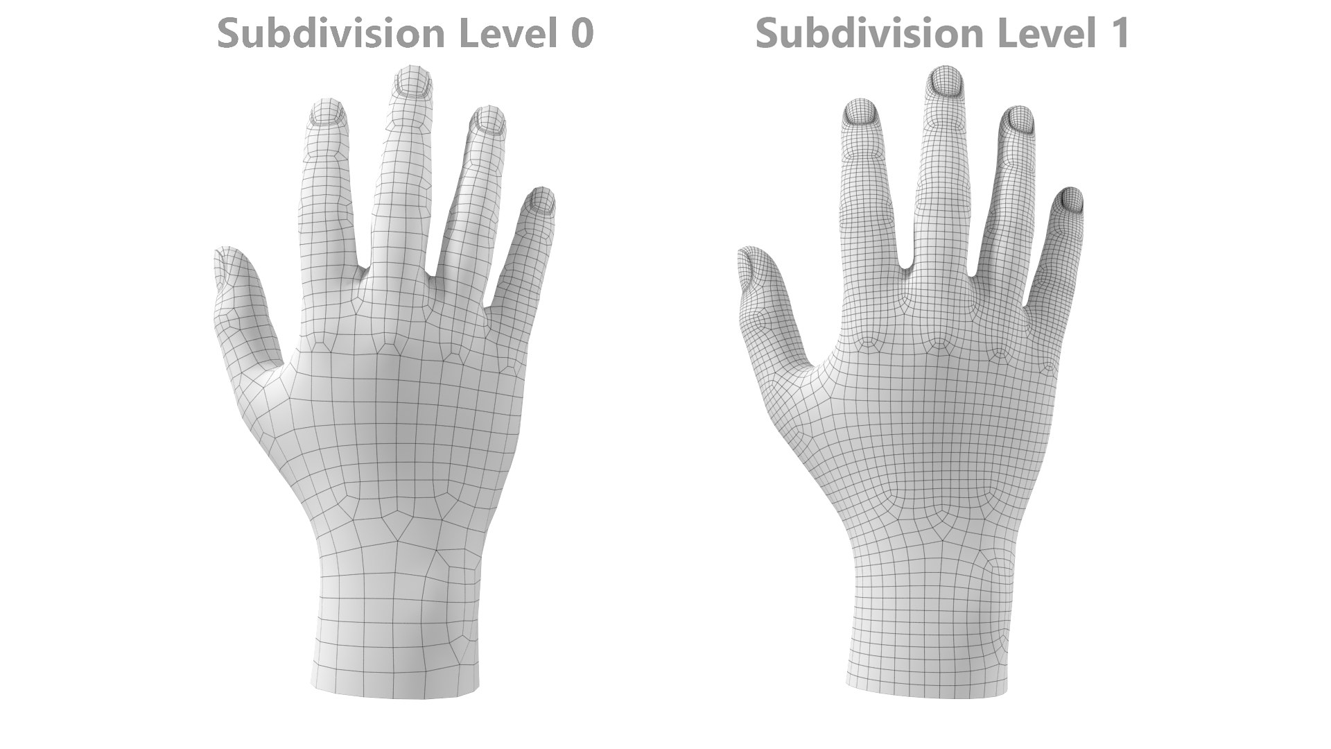 Endomorph Male Hand Base Mesh 02 3D model - TurboSquid 1804698