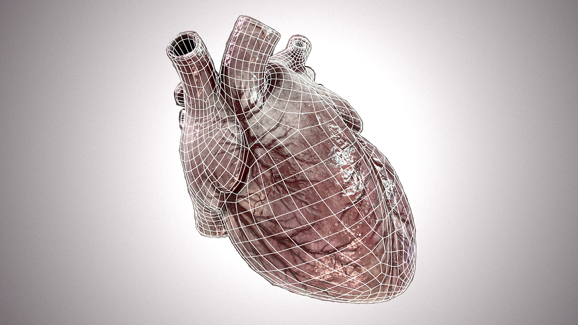 Human Heart Anatomic PBR 3D Model - TurboSquid 2213316