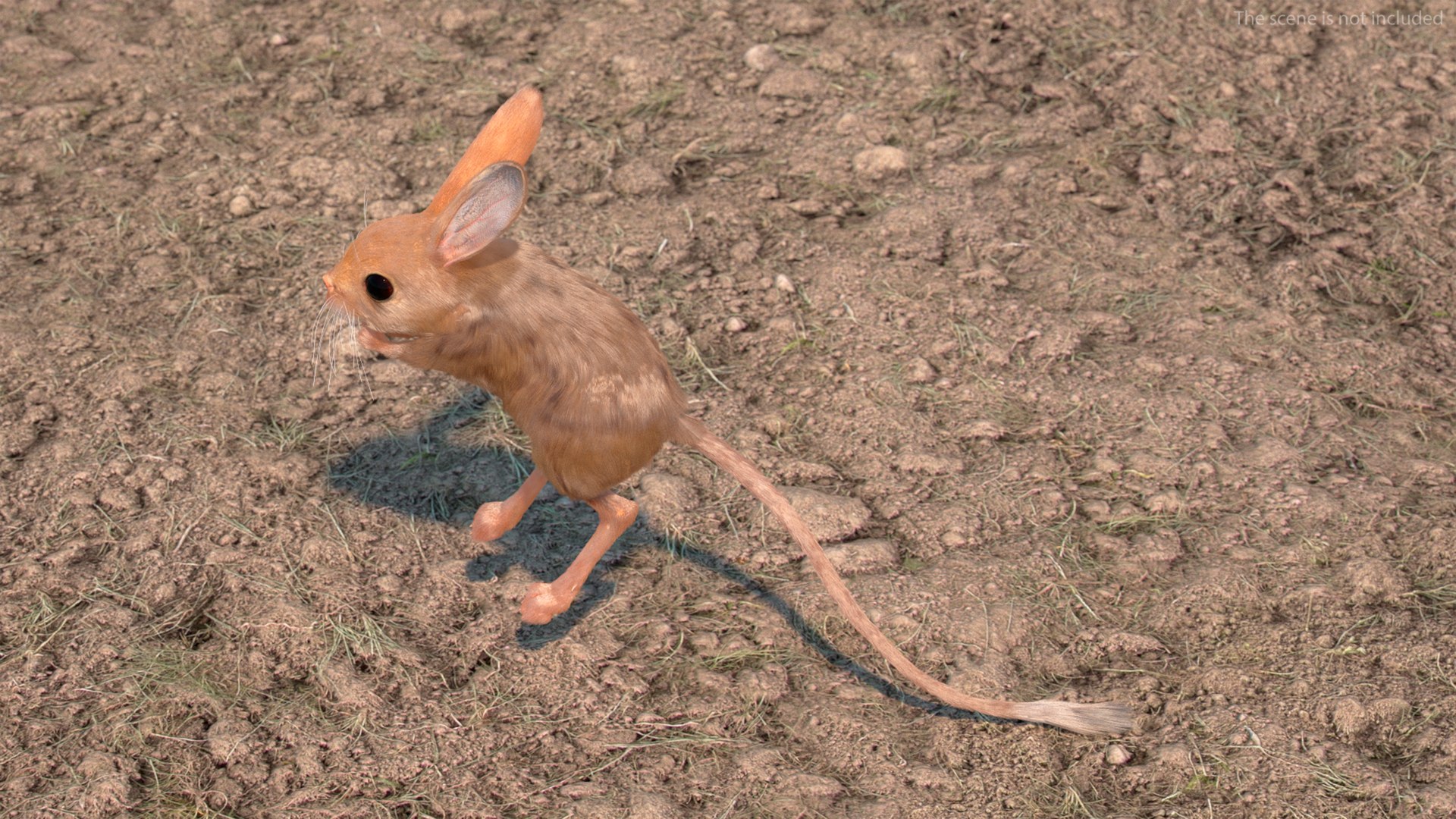 Jerboa Rigged Fur Model - TurboSquid 2198544