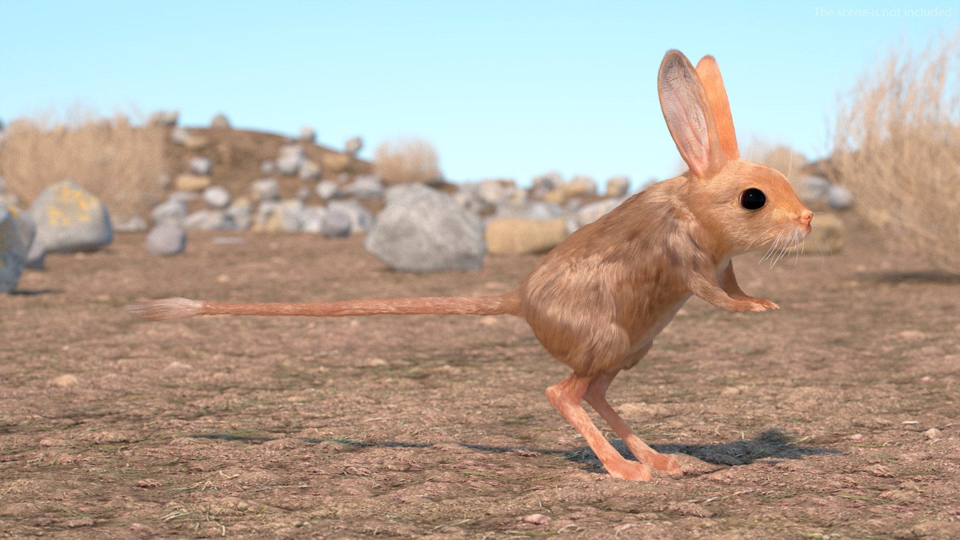 Jerboa Rigged Fur Model - TurboSquid 2198544