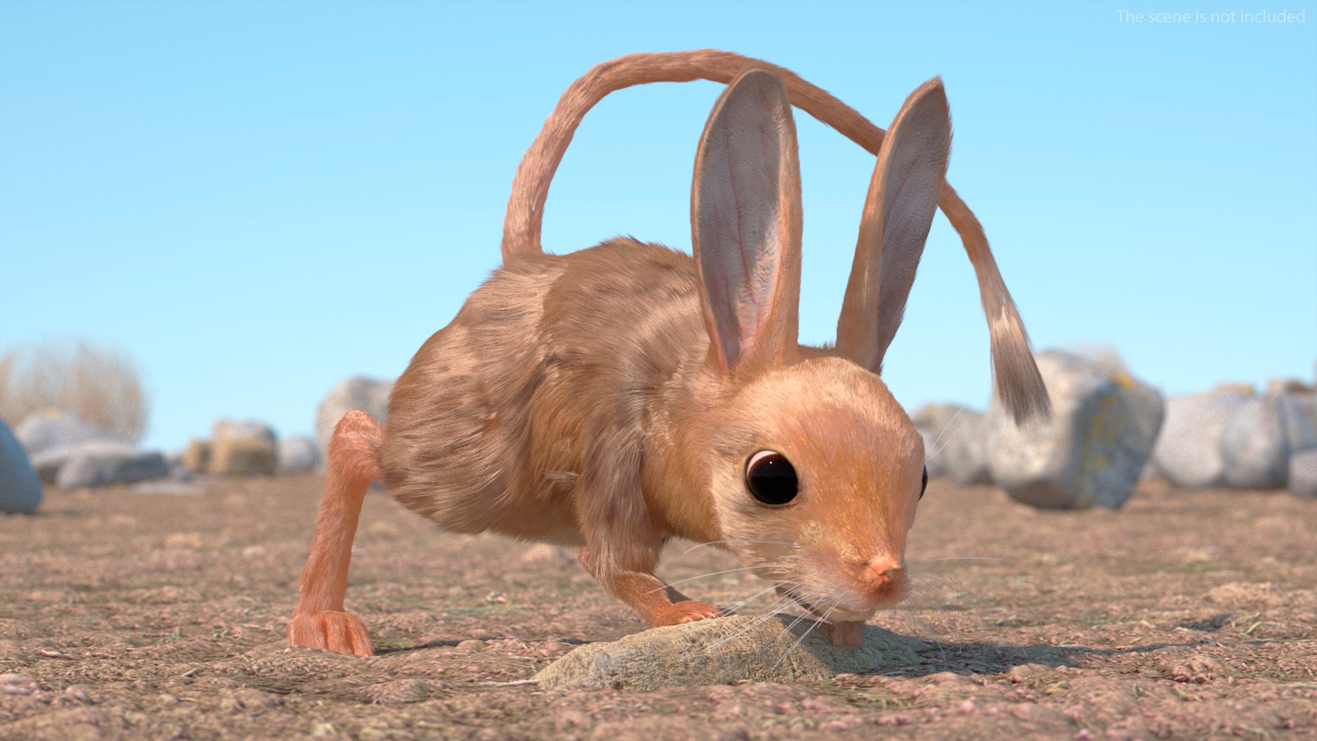 Jerboa Rigged Fur Model - TurboSquid 2198544