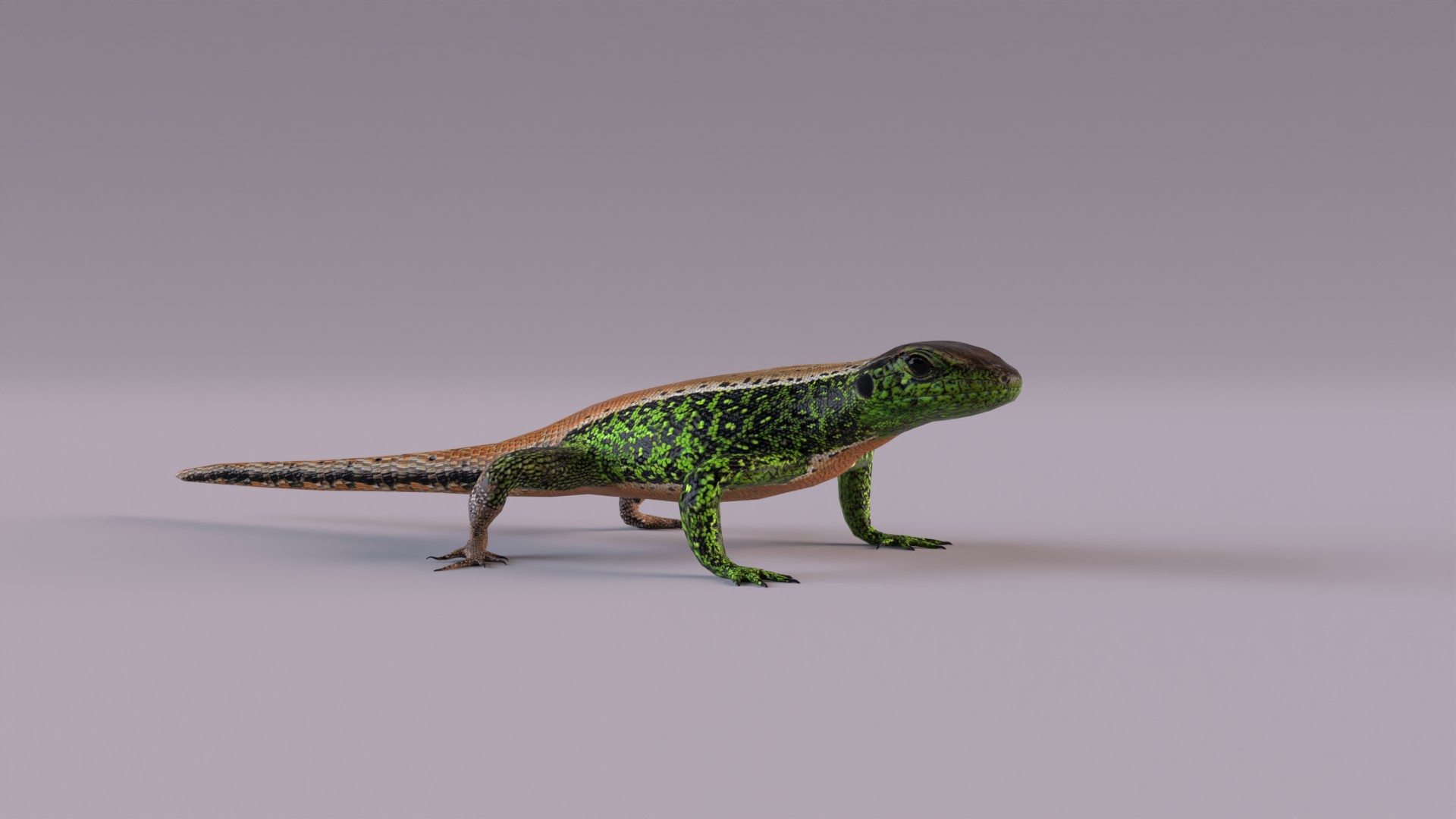 Lizards bundle 3D model - TurboSquid 1714683