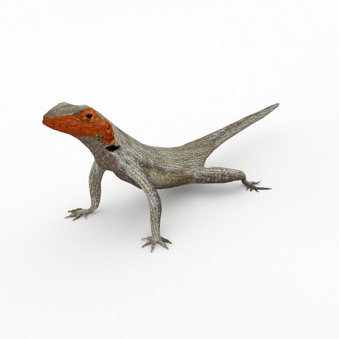 Lizards bundle 3D model - TurboSquid 1714683