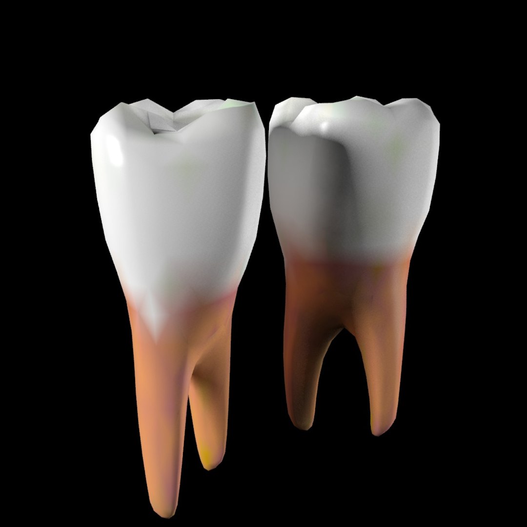 Molar Tooth 3d Max