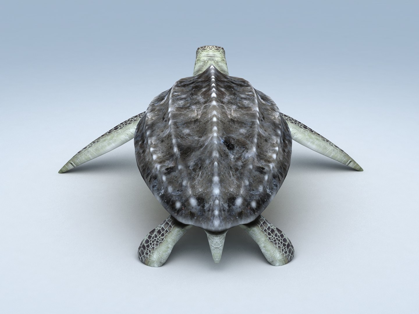 Sea Turtle 3D Model - TurboSquid 1438260