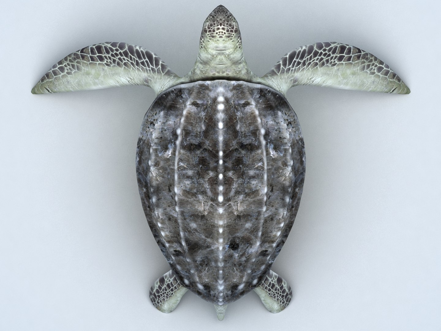 Sea Turtle 3D Model - TurboSquid 1438260