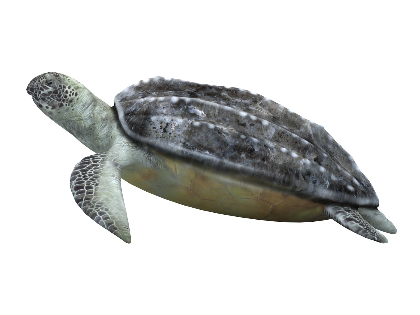 Sea Turtle 3D Model - TurboSquid 1438260