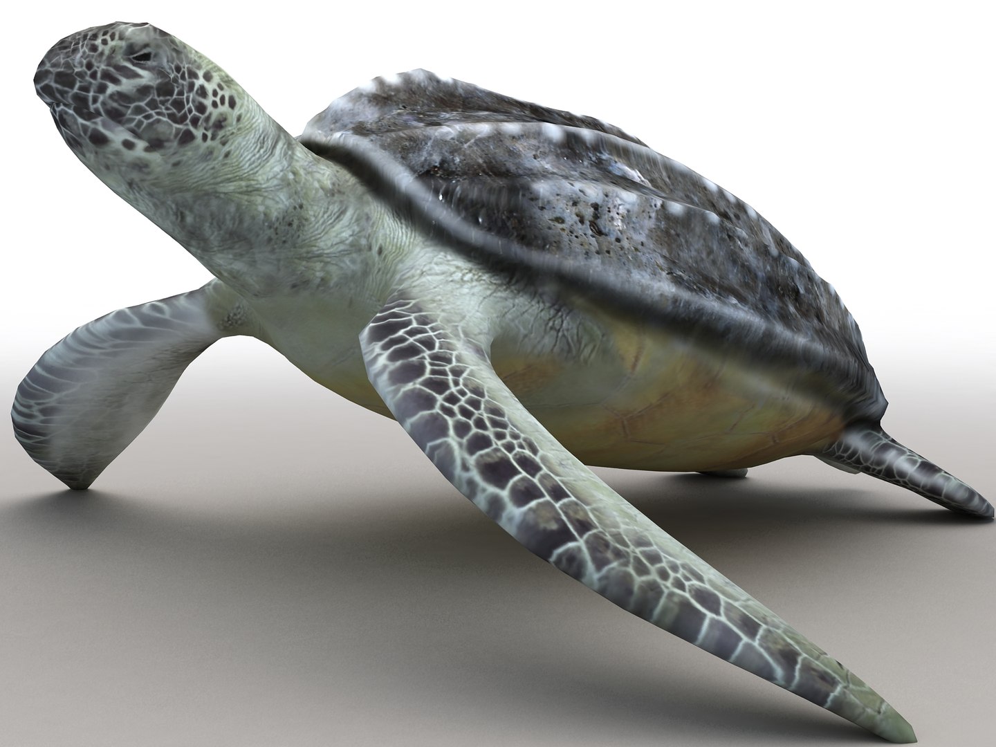 Sea Turtle 3D Model - TurboSquid 1438260
