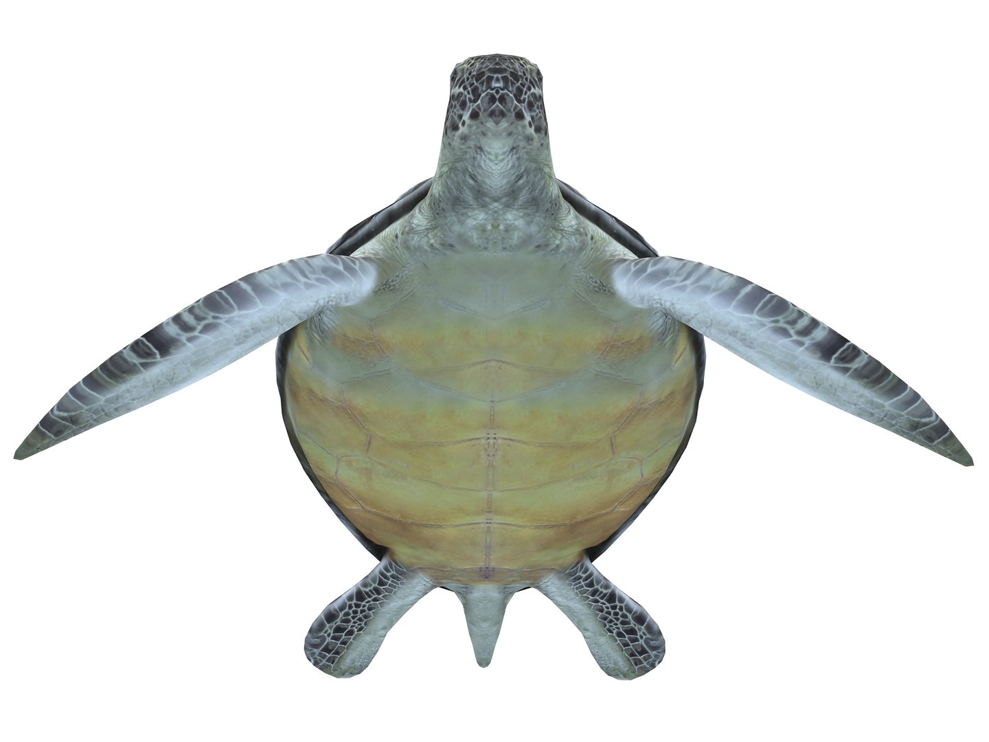 Sea Turtle 3D Model - TurboSquid 1438260