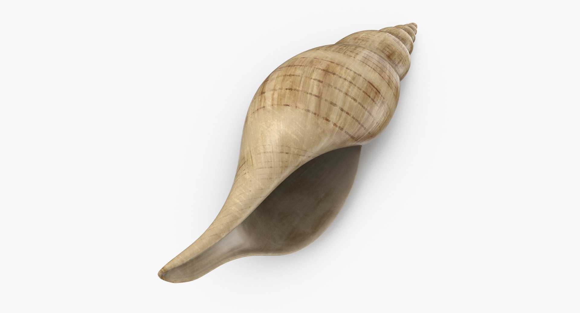 Tulip Shell C4d