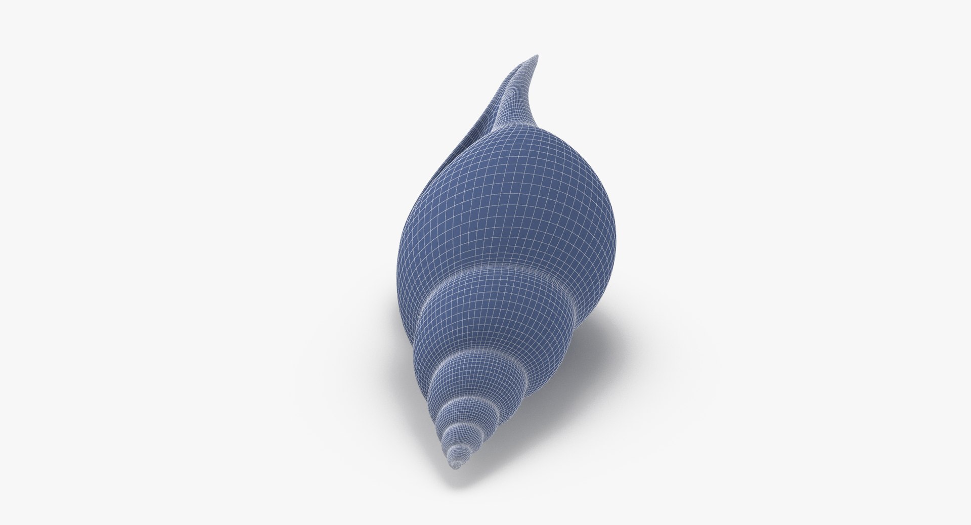 tulip shell c4d