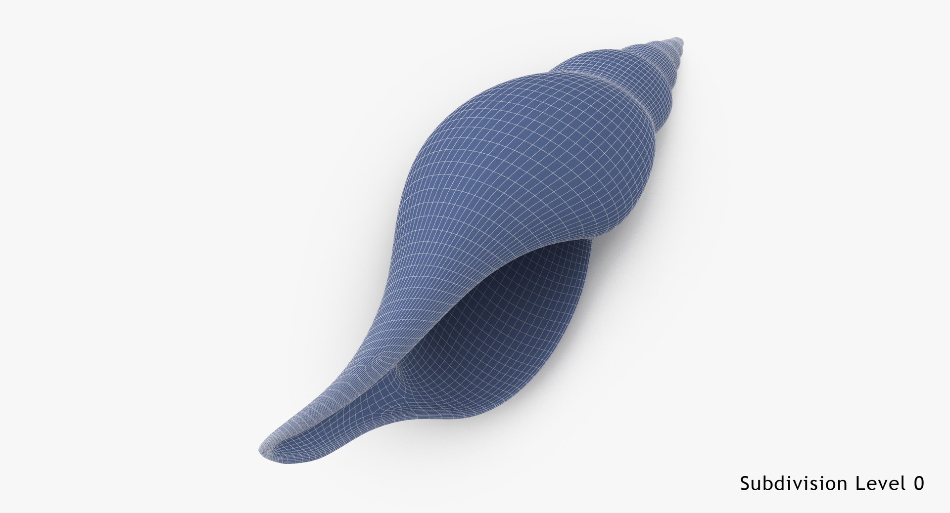 tulip shell c4d